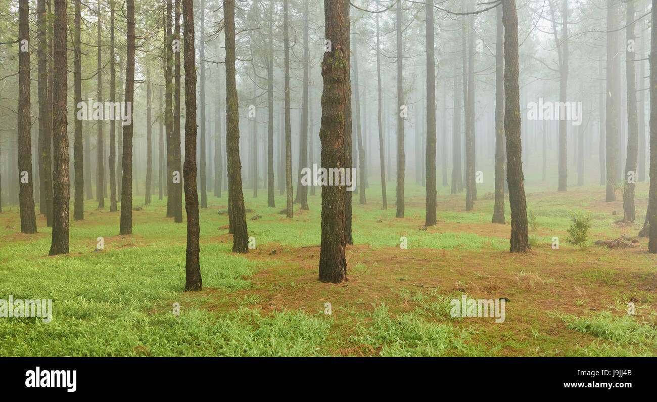 Fog, coniferous forest, island La Palma, Canary islands, Spain Stock ...