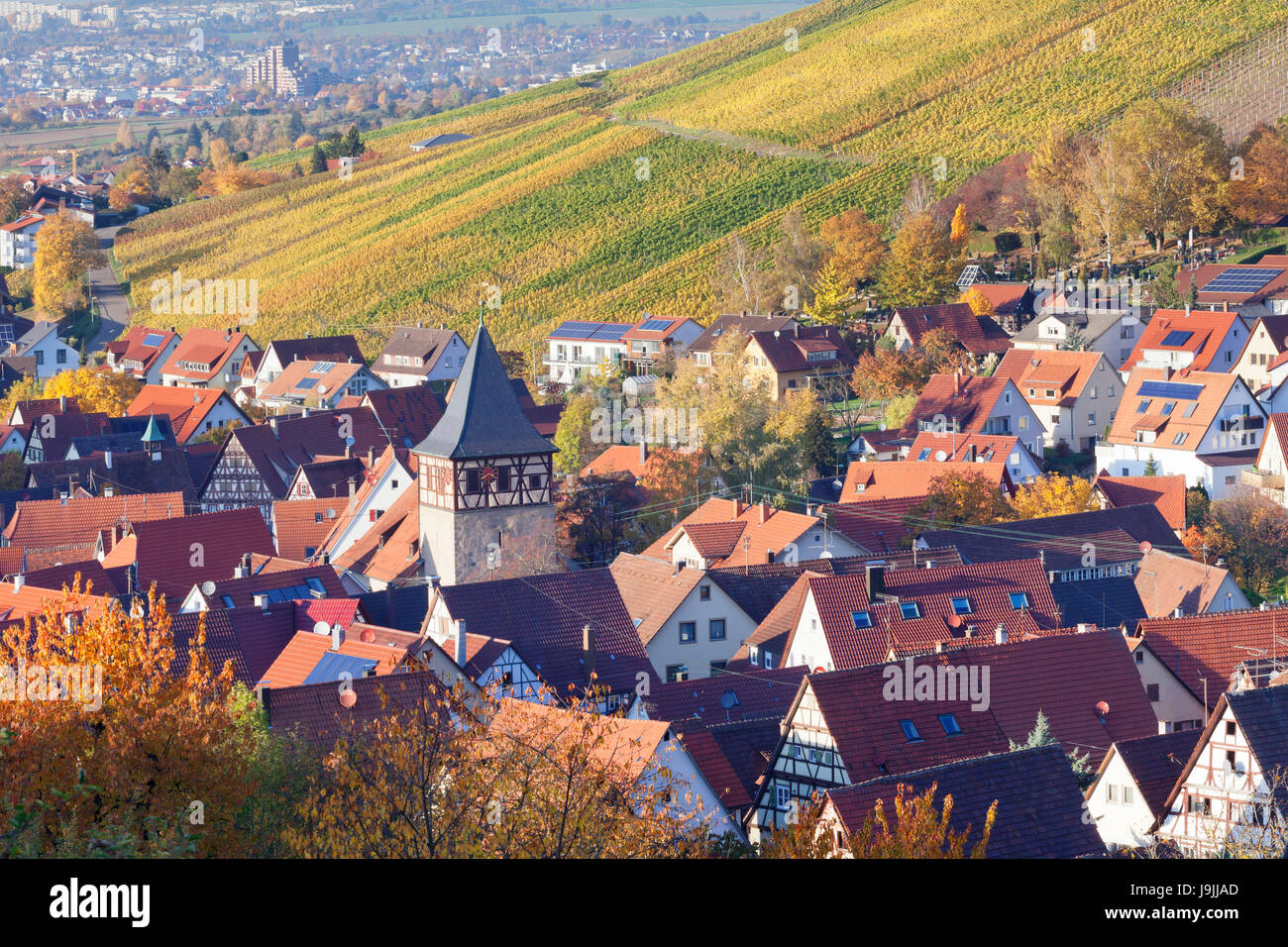 Strümpfelbach with vineyards in autumn, Rems Murr Kreis (district ...