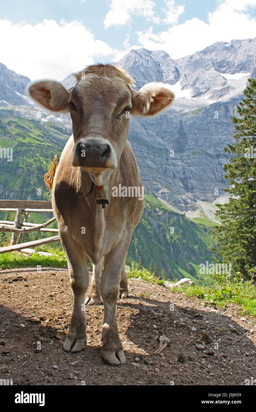 brown, brownish, brunette, agriculture, farming, alp, bavaria, cow ...