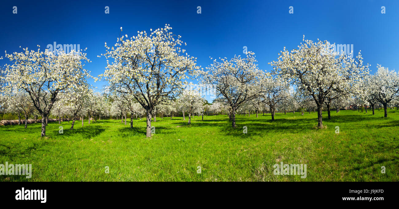 tree, flower, plant, bloom, blossom, flourish, flourishing, spring ...