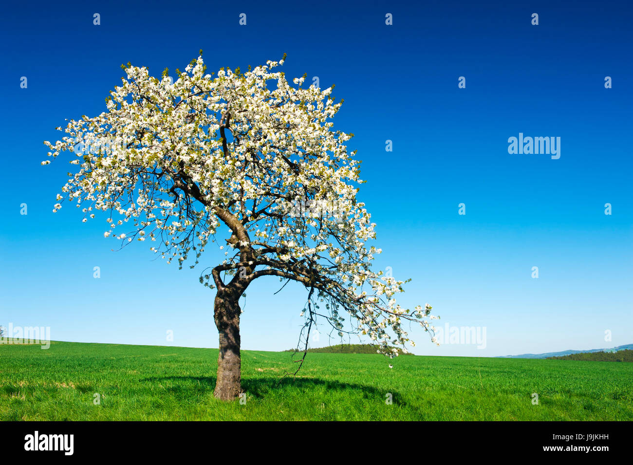 tree, bloom, blossom, flourish, flourishing, spring, meadow, grass ...