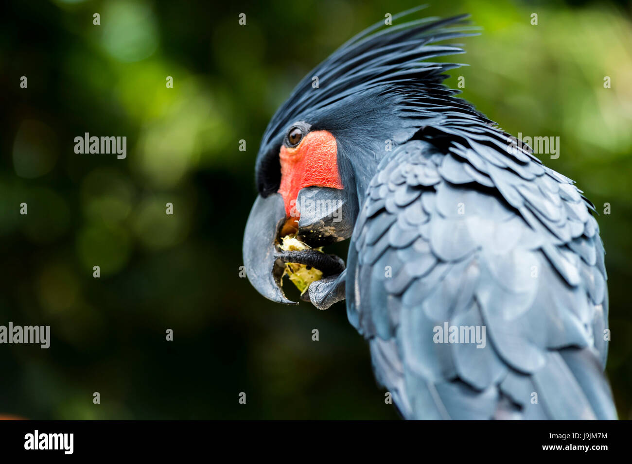 Indonesia bali palm cockatoo hi-res stock photography and images - Alamy