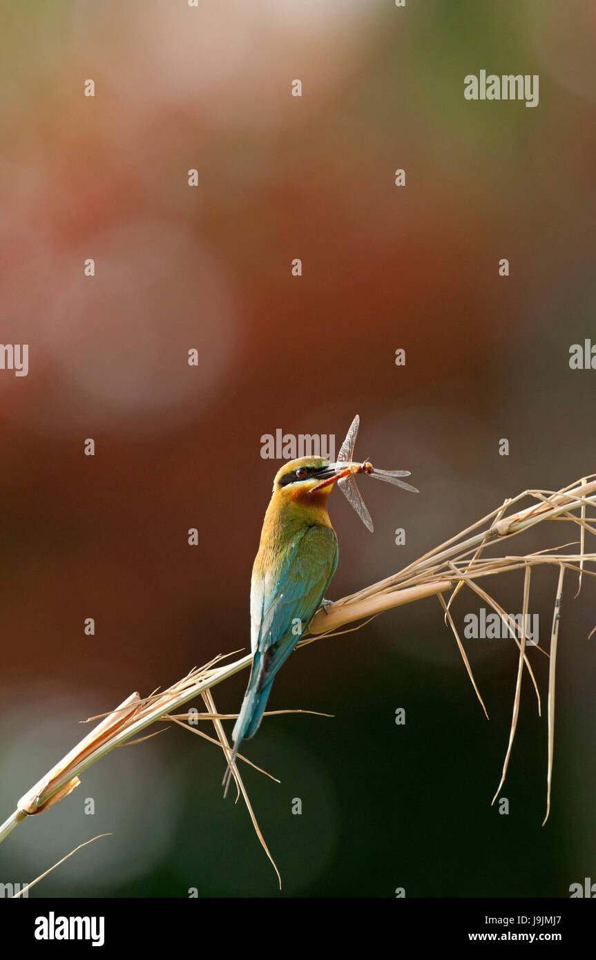 Blue-Tailed Bee-Eater - with prey - Merops philippinus - Thailand Stock ...