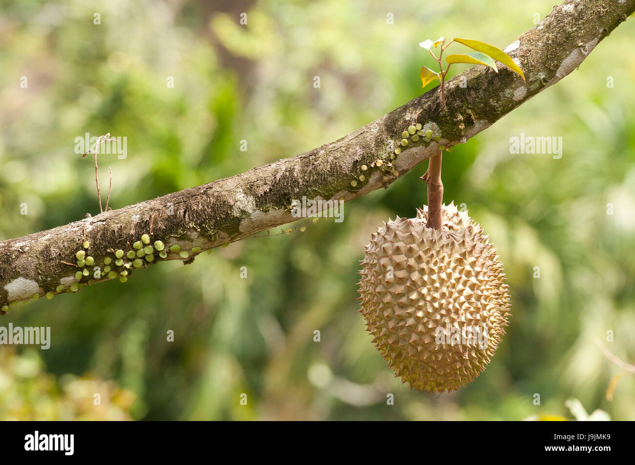 Durian - Thailand - (Durio zibethinus Stock Photo - Alamy