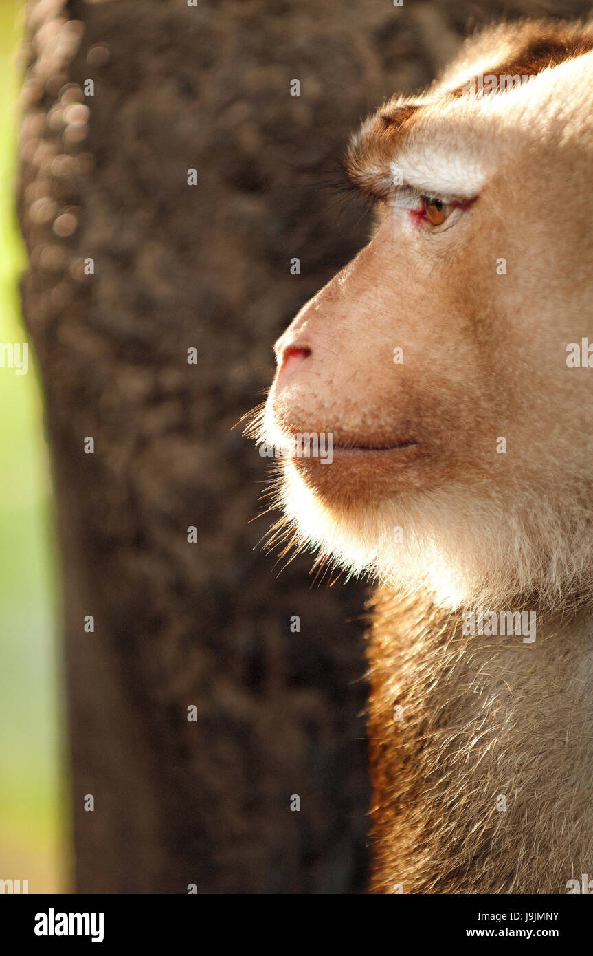 Northern Pig-tailed Macaque ( Macaca leonina) - Portrait - Thailand ...