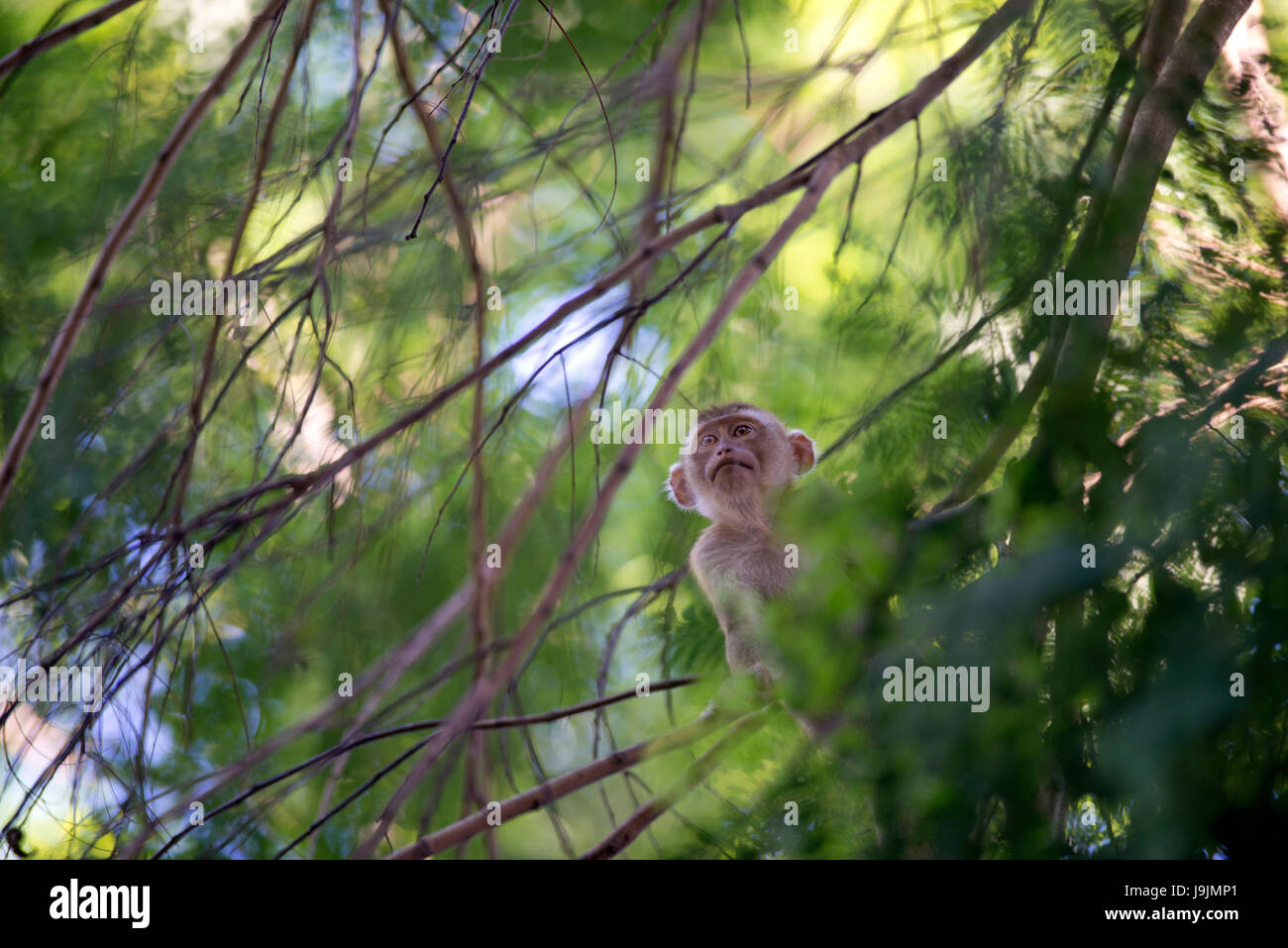 Northern pig-tailed Macaque (Macaca leolina) Portrait, Thailand Stock ...