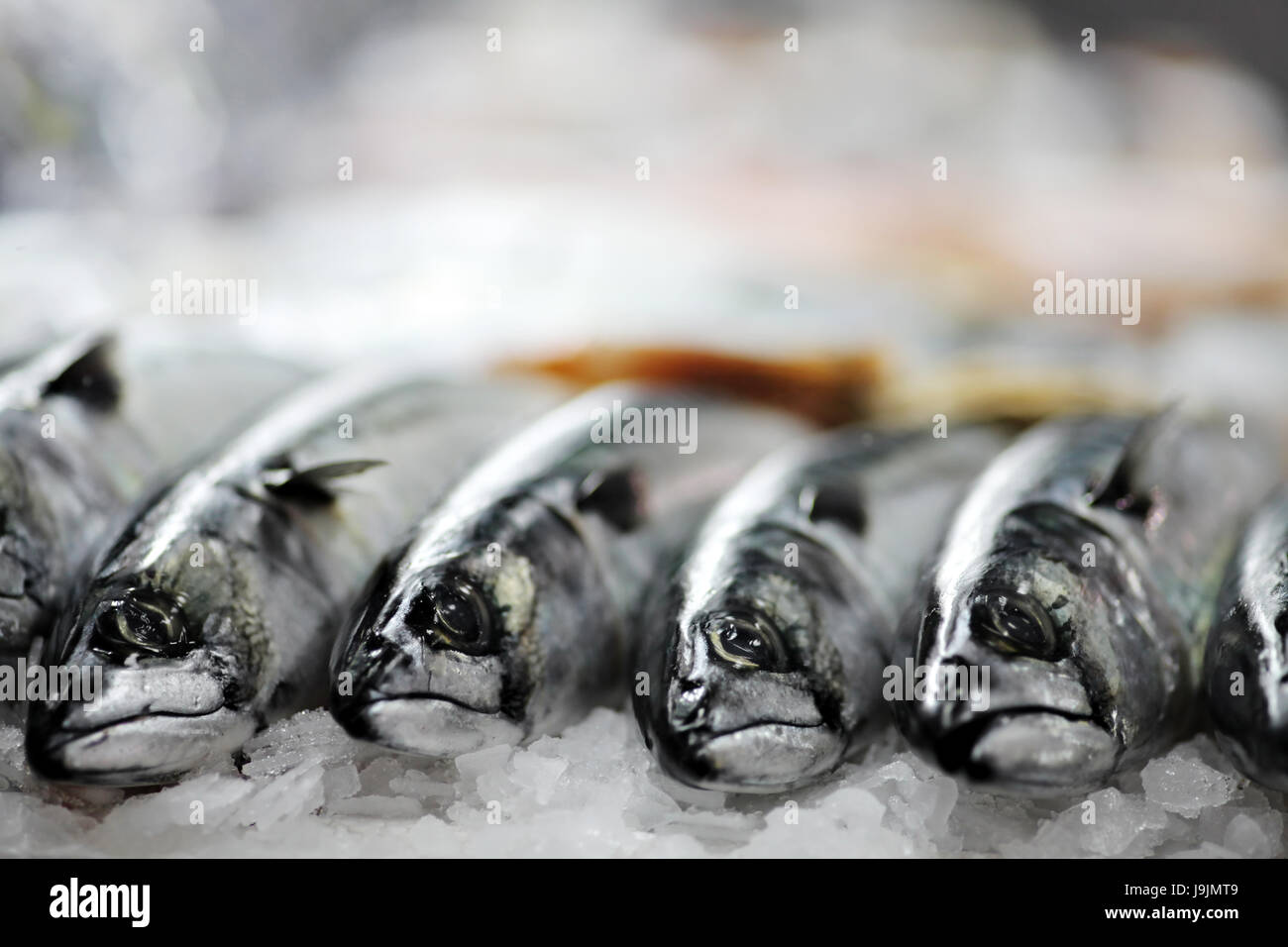 food, aliment, angle, fish, frozen, salt water, sea, ocean, water ...