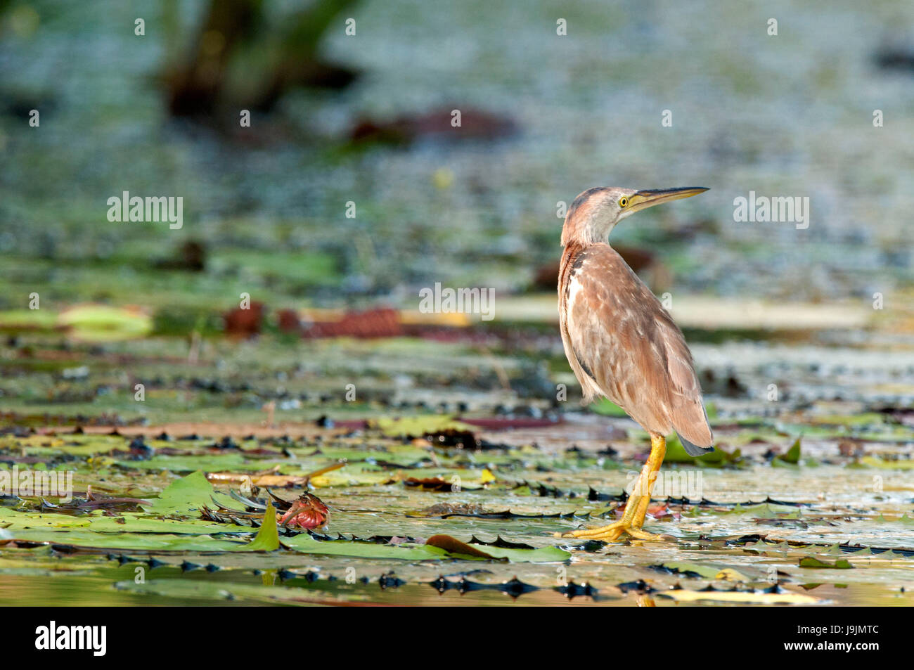 Yellow Bittern (Ixobrychus sinensis) - Thailand Stock Photo - Alamy