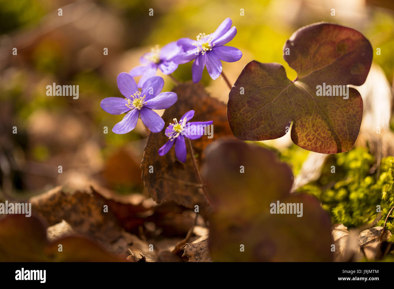 Hepaticas High Resolution Stock Photography and Images - Alamy