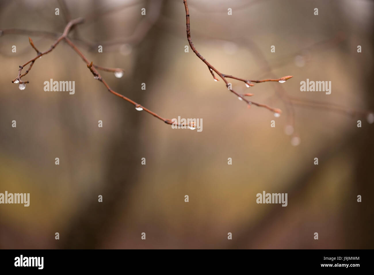 Frozen water droplets on branches Stock Photo - Alamy