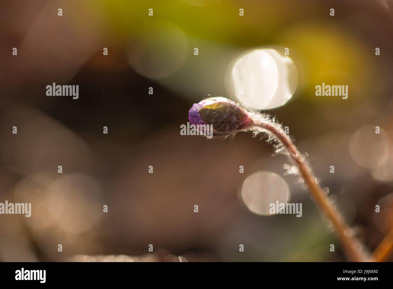 Hepatica flower bud, Hepatica nobelis on a bokeh background Stock Photo ...