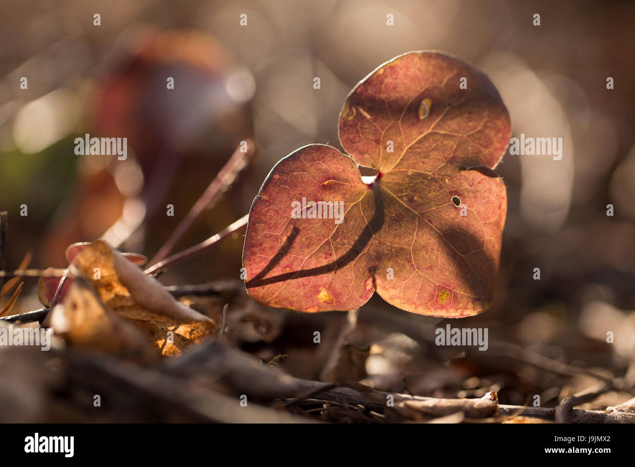 Liverwort leaf, Hepatica nobelis in sunlight Stock Photo - Alamy