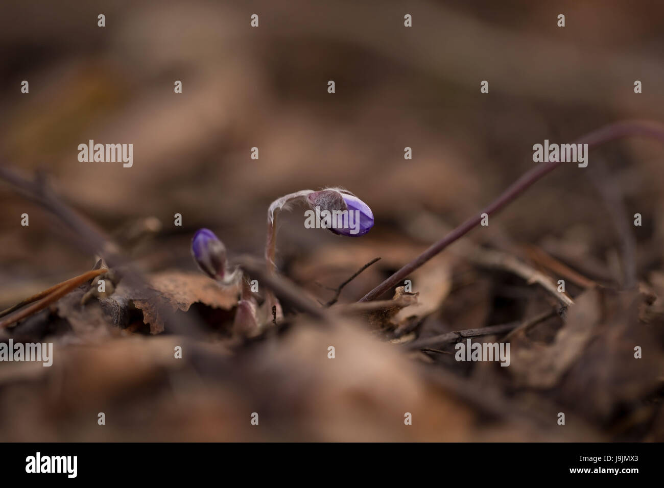 Hepatica flower bud, Hepatica nobelis in close-up Stock Photo - Alamy