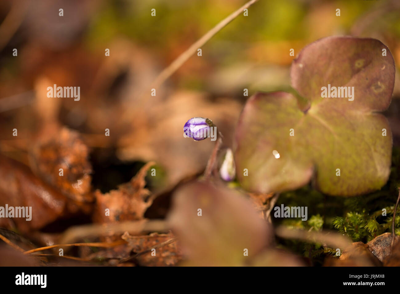 Liverwort, Hepatica nobelis bathing in sunlight Stock Photo - Alamy