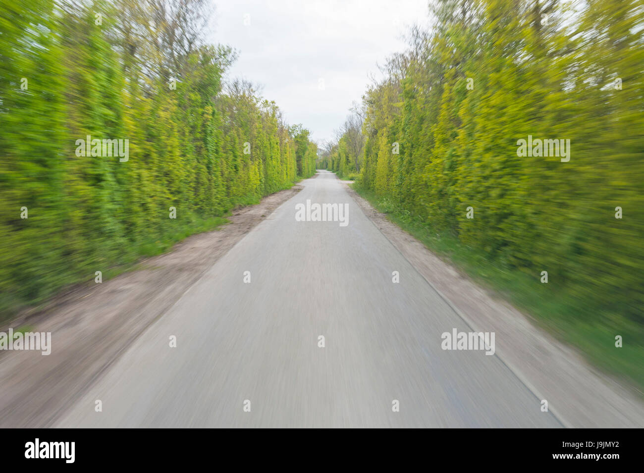Field road with wind hedge from the driving car, Domburg, Zeeland ...