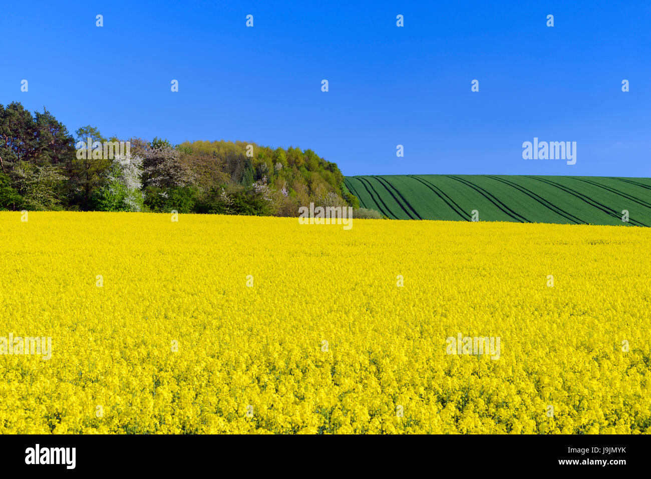 Countryside with rapefield and grainfield, Spring, Birkenfeld ...