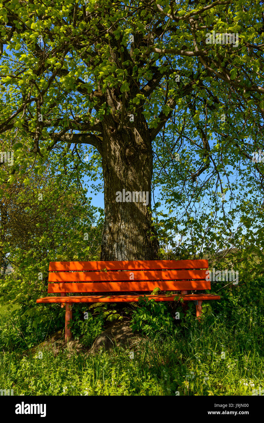 Red lime tree hi-res stock photography and images - Alamy