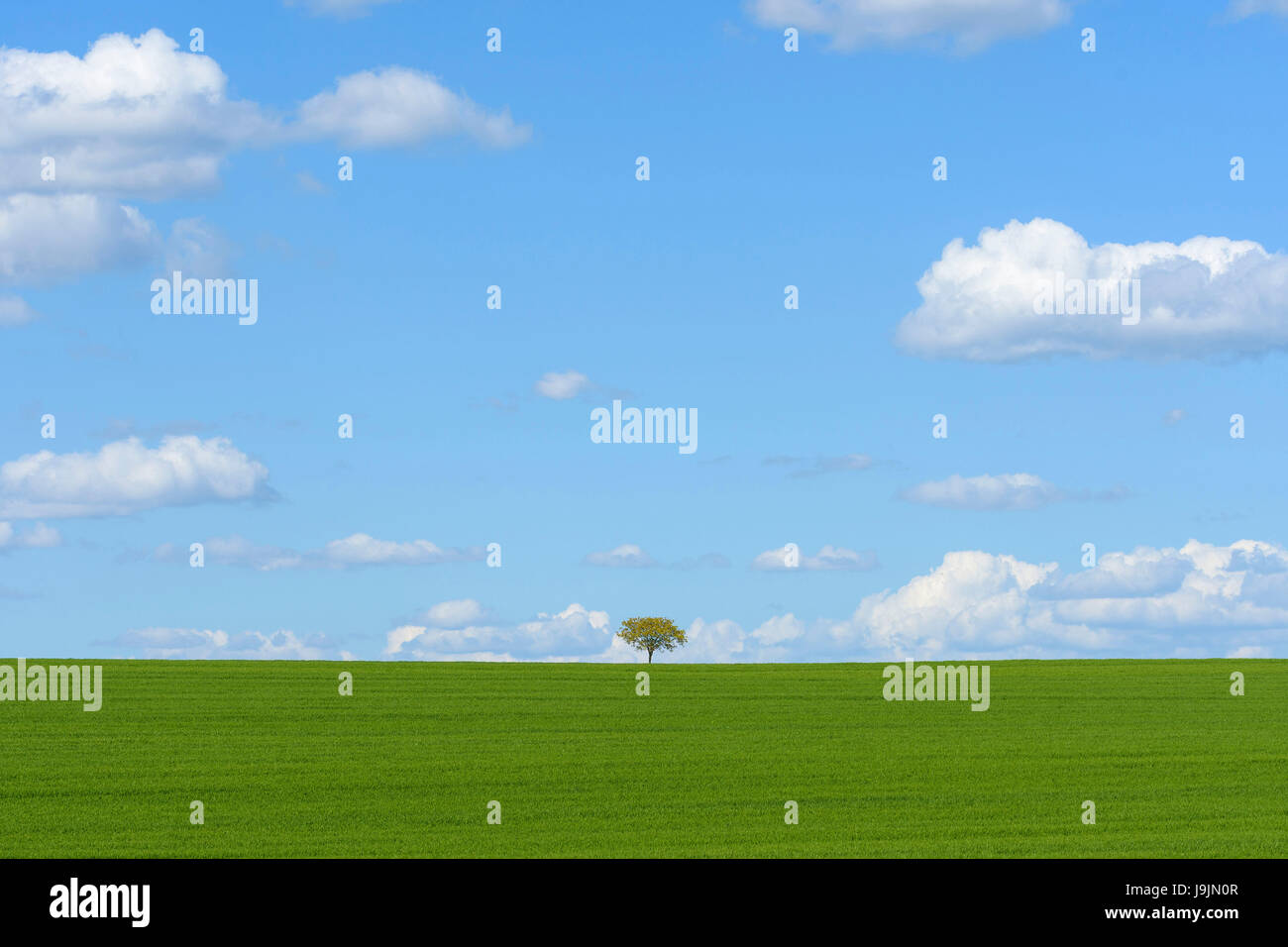 Grainfield with sky and clouds and lone tree, Spring, Schwarzenbronn ...