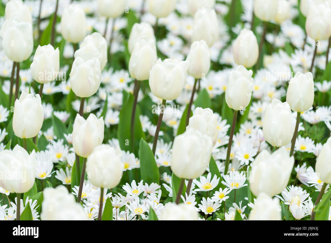 White tulpis in spring, Lisse, South Holland, Netherlands Stock Photo ...