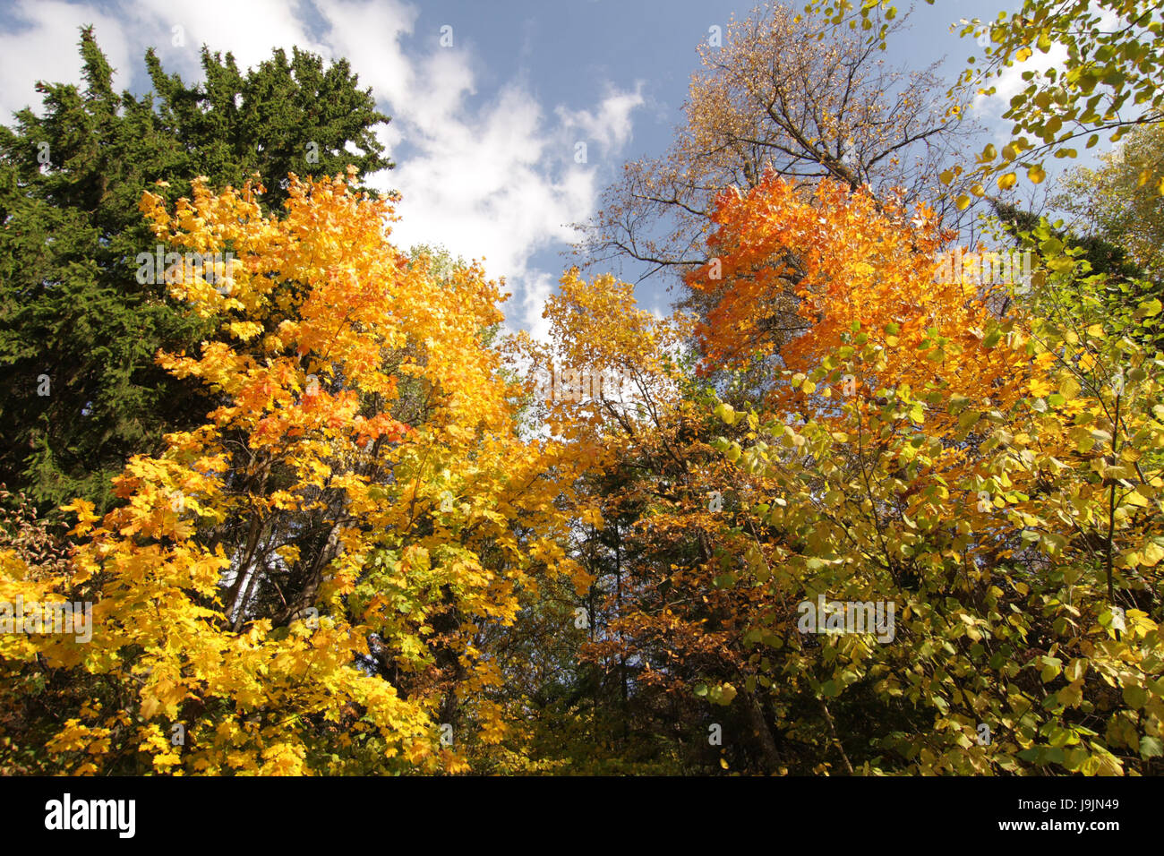 leaf, tree, park, green, wood, sunlight, golden, fir, rusty, peaceful ...