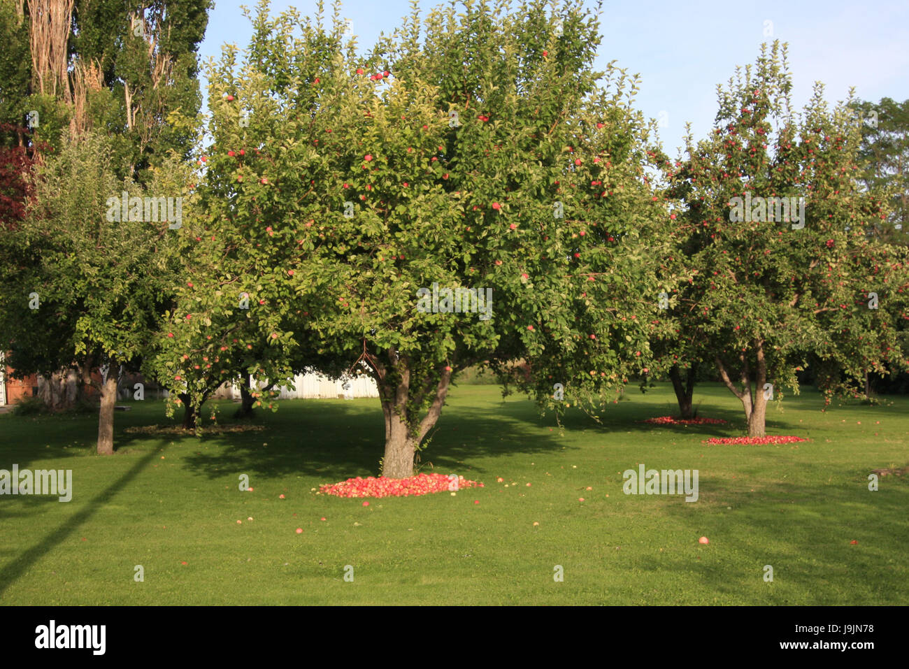 leaf, tree, garden, ground, soil, earth, humus, leaves, summer ...