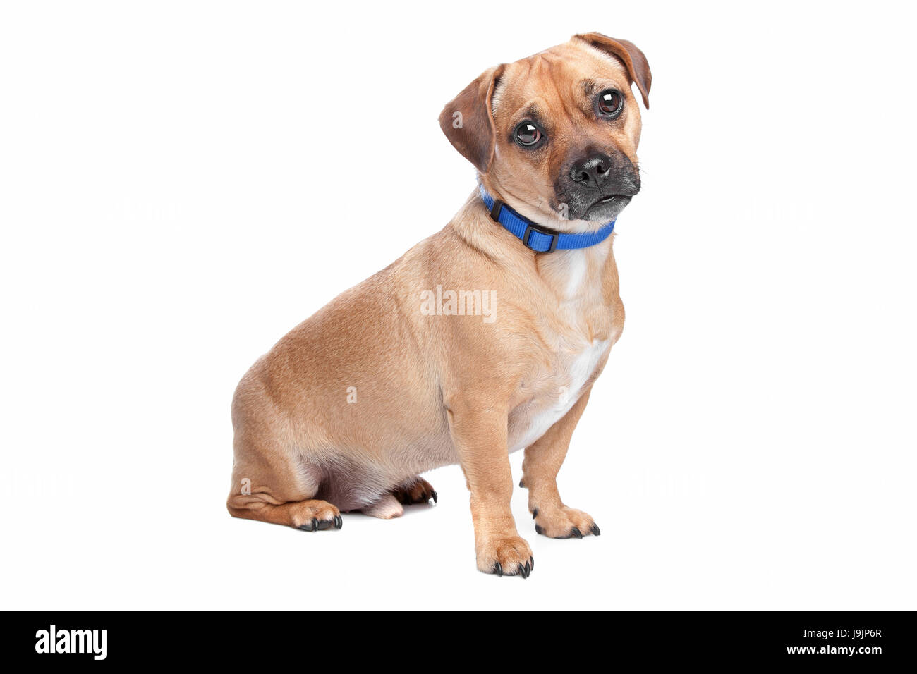 pet, isolated, animal, pet, mammal, over, dog, studio, jack, one, cut ...