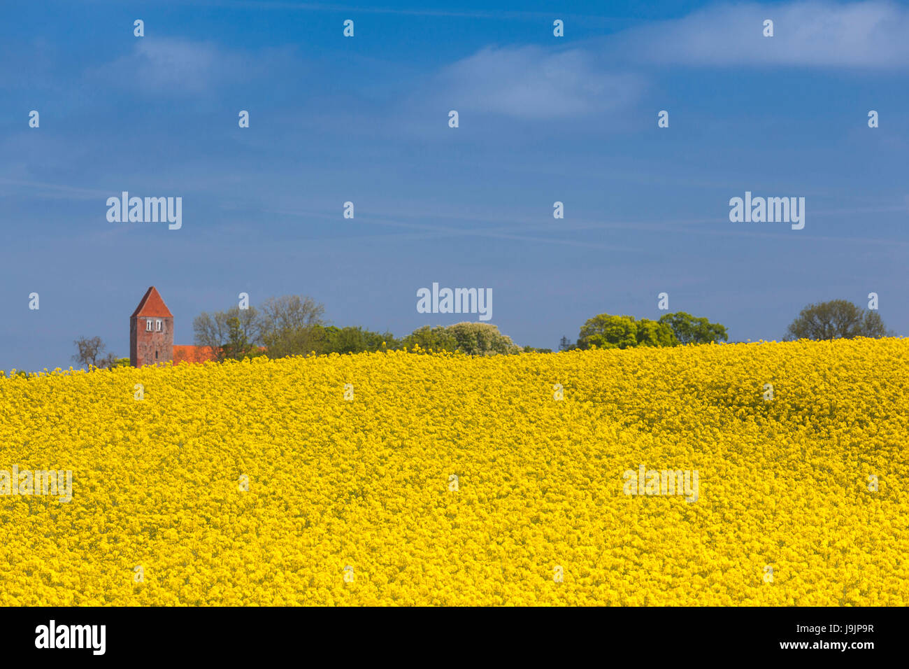 Denmark, Mon, Magleby, town church and rapeseed field, springtime, dawn ...