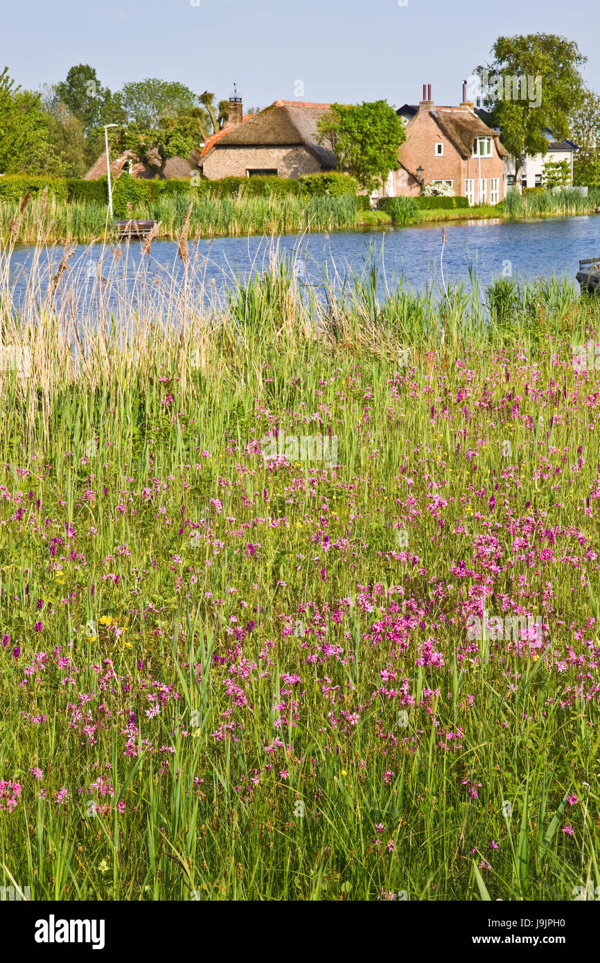 agriculture, farming, flower, flowers, plant, spring, farm, country ...