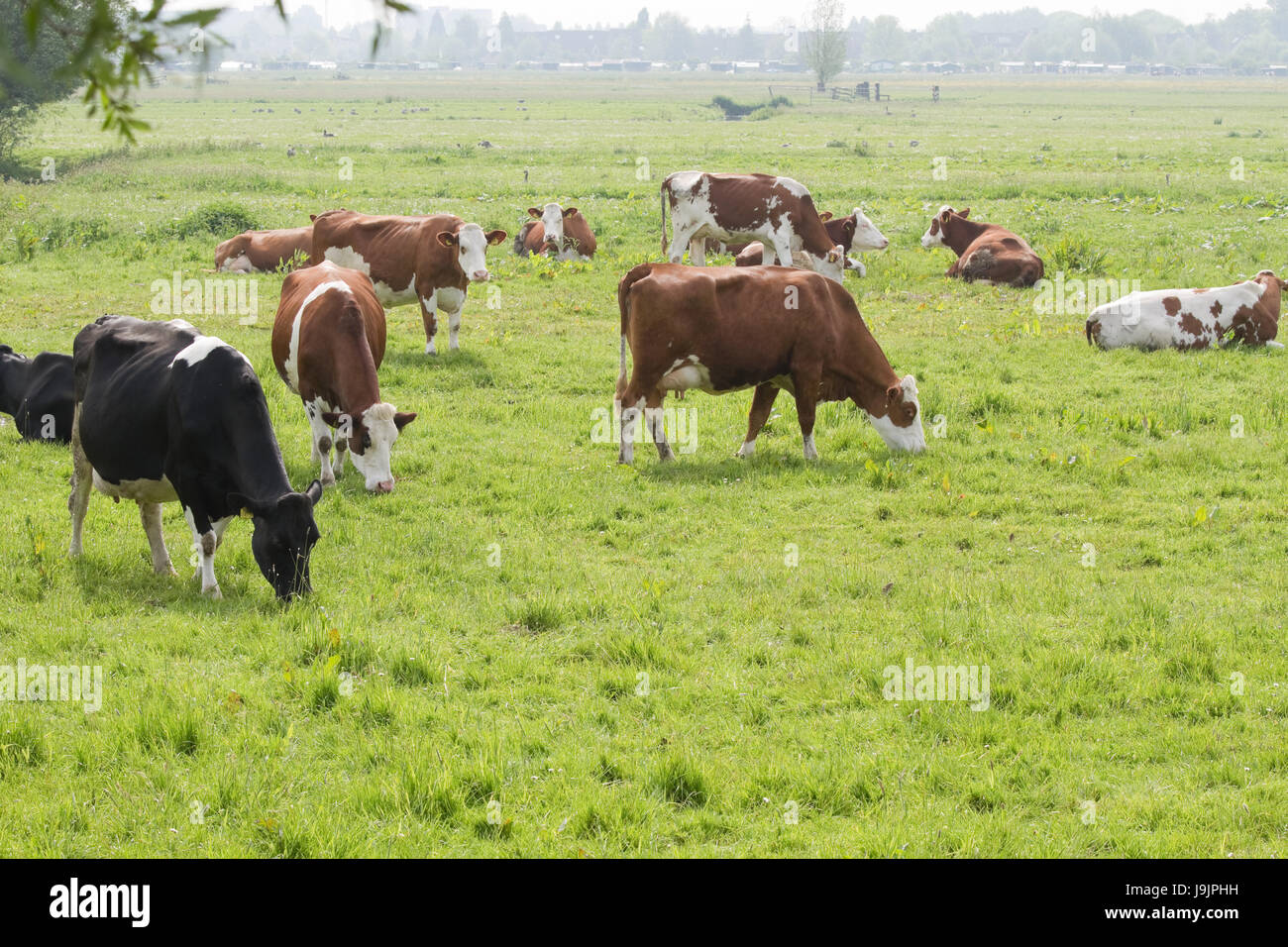 holland, meadows, netherlands, cows, country, dutch, landscape, scenery ...