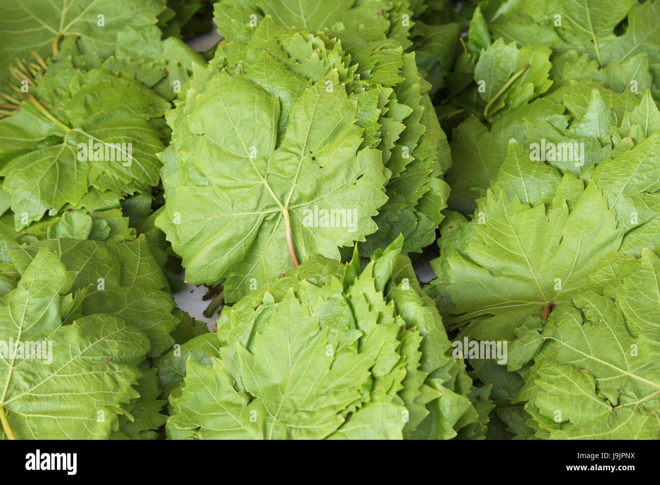 greece, kitchen, cuisine, vine leaves, greek, fresh, healthy, food ...