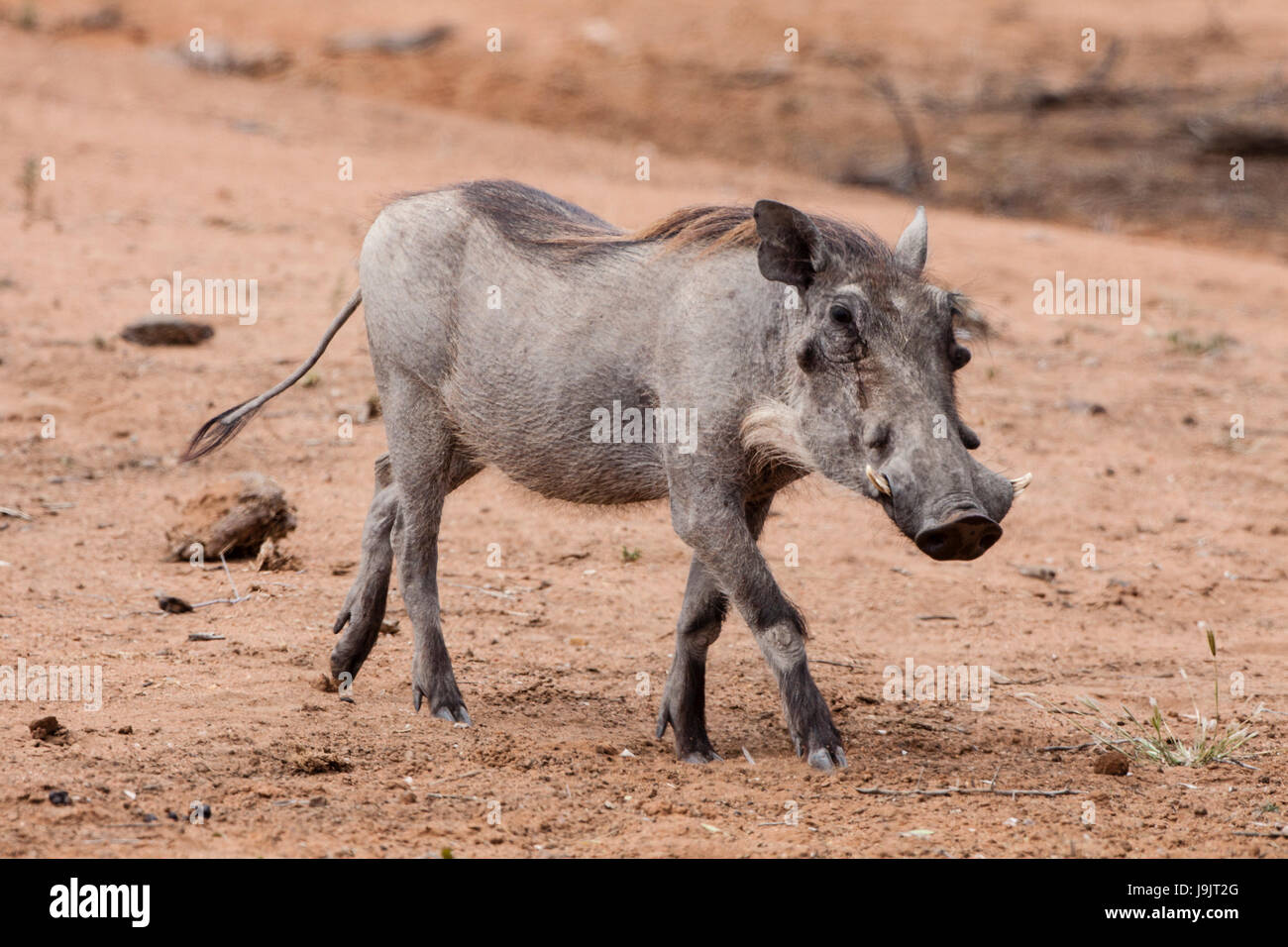 animal, horizontal, warthog, pig, nature, animal, wild, africa ...