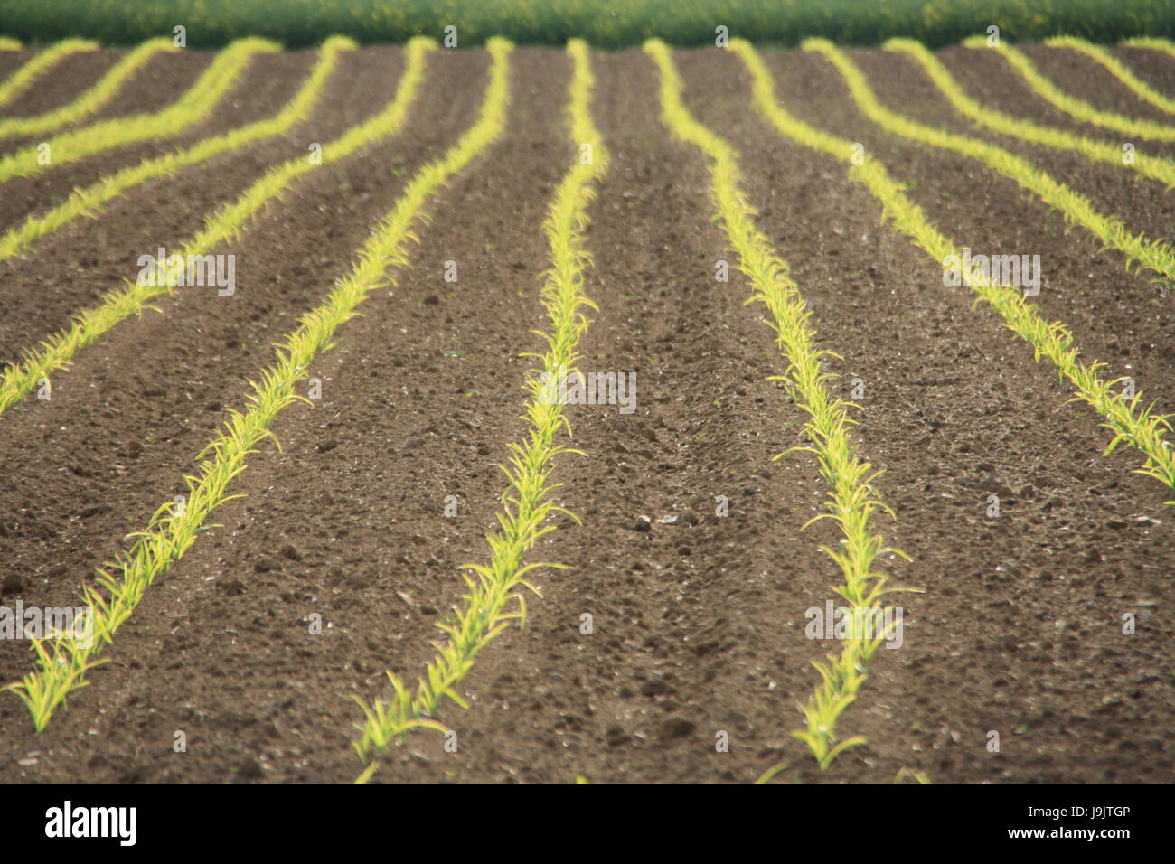 field, acre, corn, cornfield, grain, cereal, eco, green, brown ...
