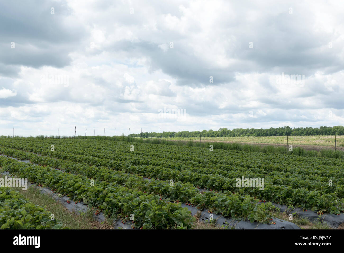 Strawberry Field Landscape Stock Photo - Alamy