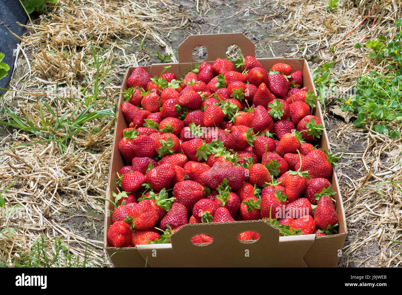 Carton of Freshly Picked Strawberries Stock Photo - Alamy