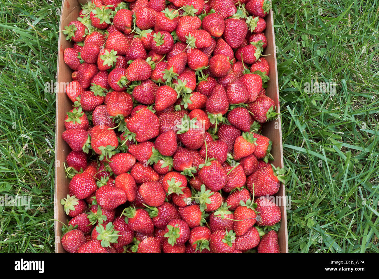 Carton of Freshly Picked Strawberries Stock Photo - Alamy