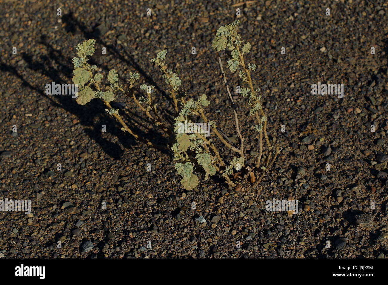 Semi hardy plant hi-res stock photography and images - Alamy