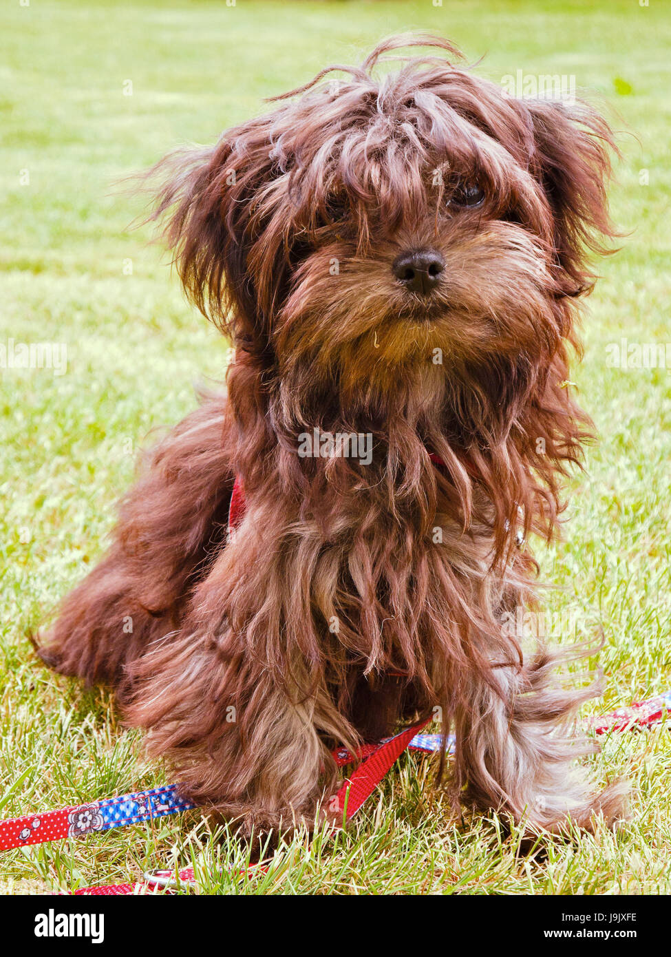 Bolonka zwetna puppy bolonka zwetna hi-res stock photography and images ...