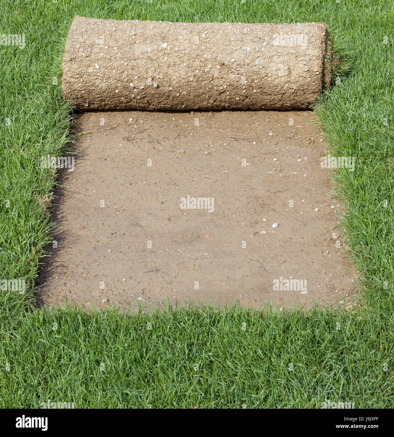ground, soil, earth, humus, carpet, curl, sod, landscaping, meadow ...
