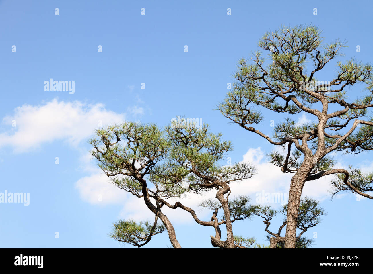 blue, tree, pine, japanese, firmament, sky, plant, nature, blue, leaf ...