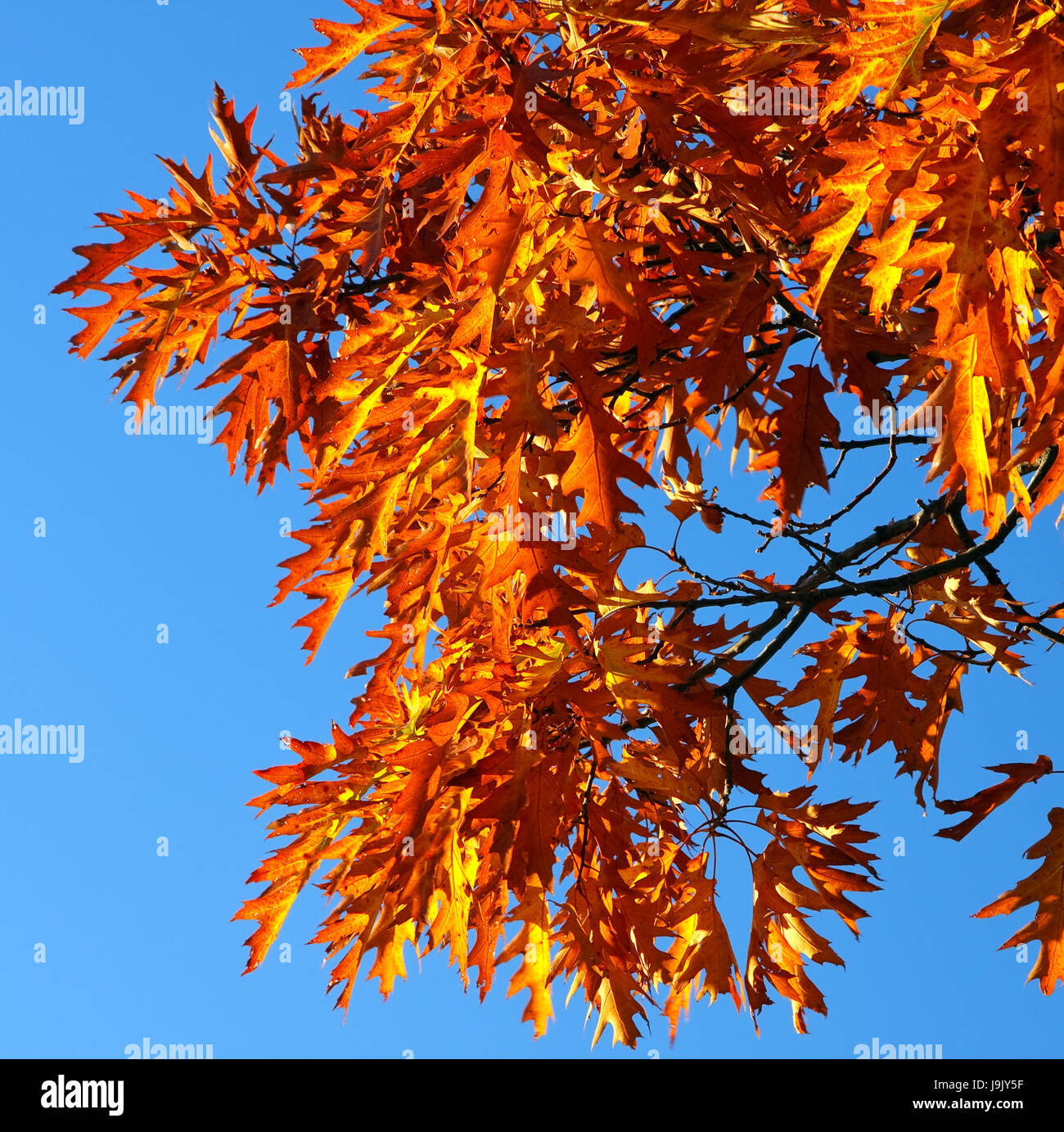 blue, leaf, detail, environment, enviroment, colour, park, flora ...
