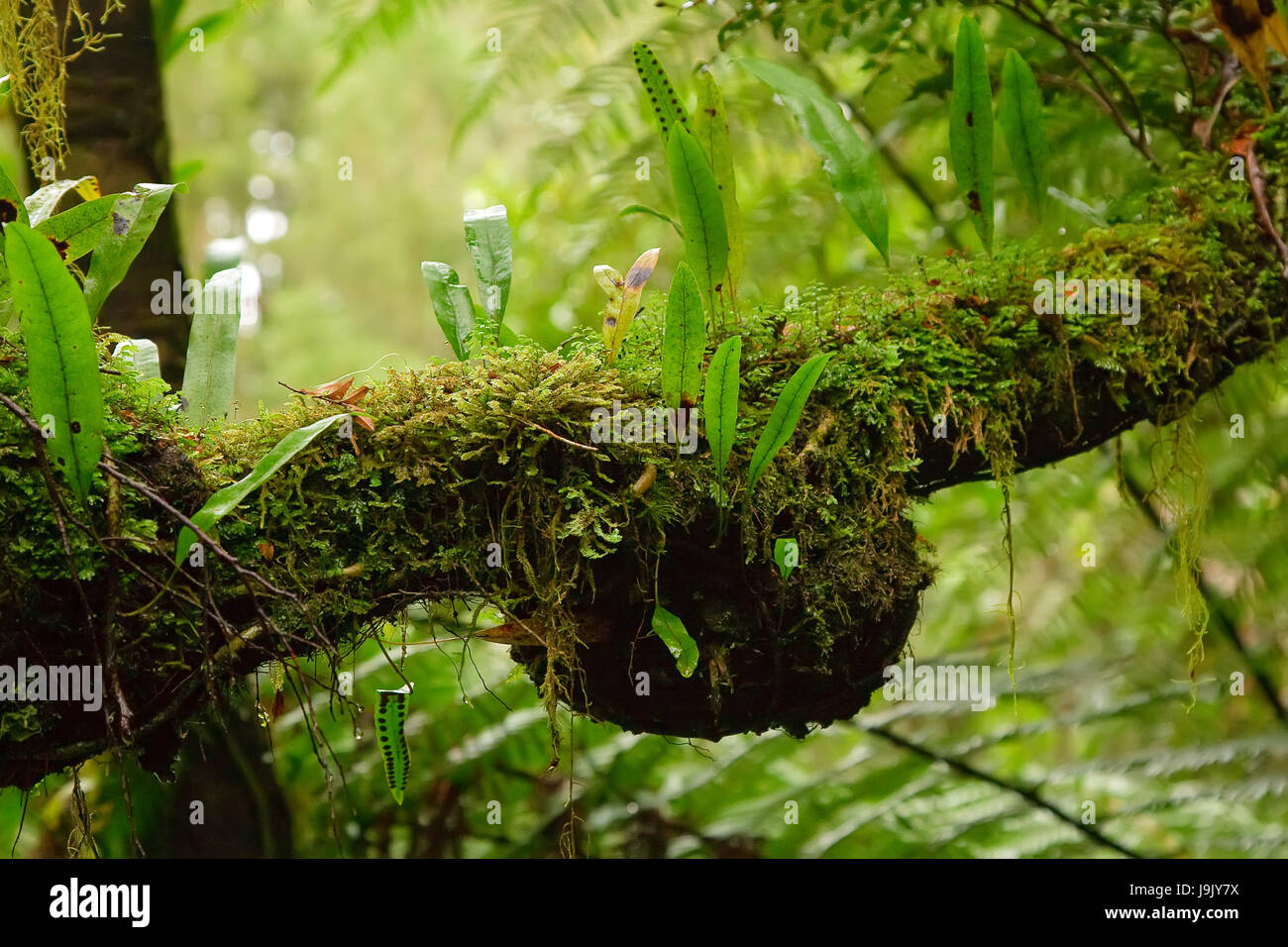 Rainforest leaf drip hi-res stock photography and images - Alamy