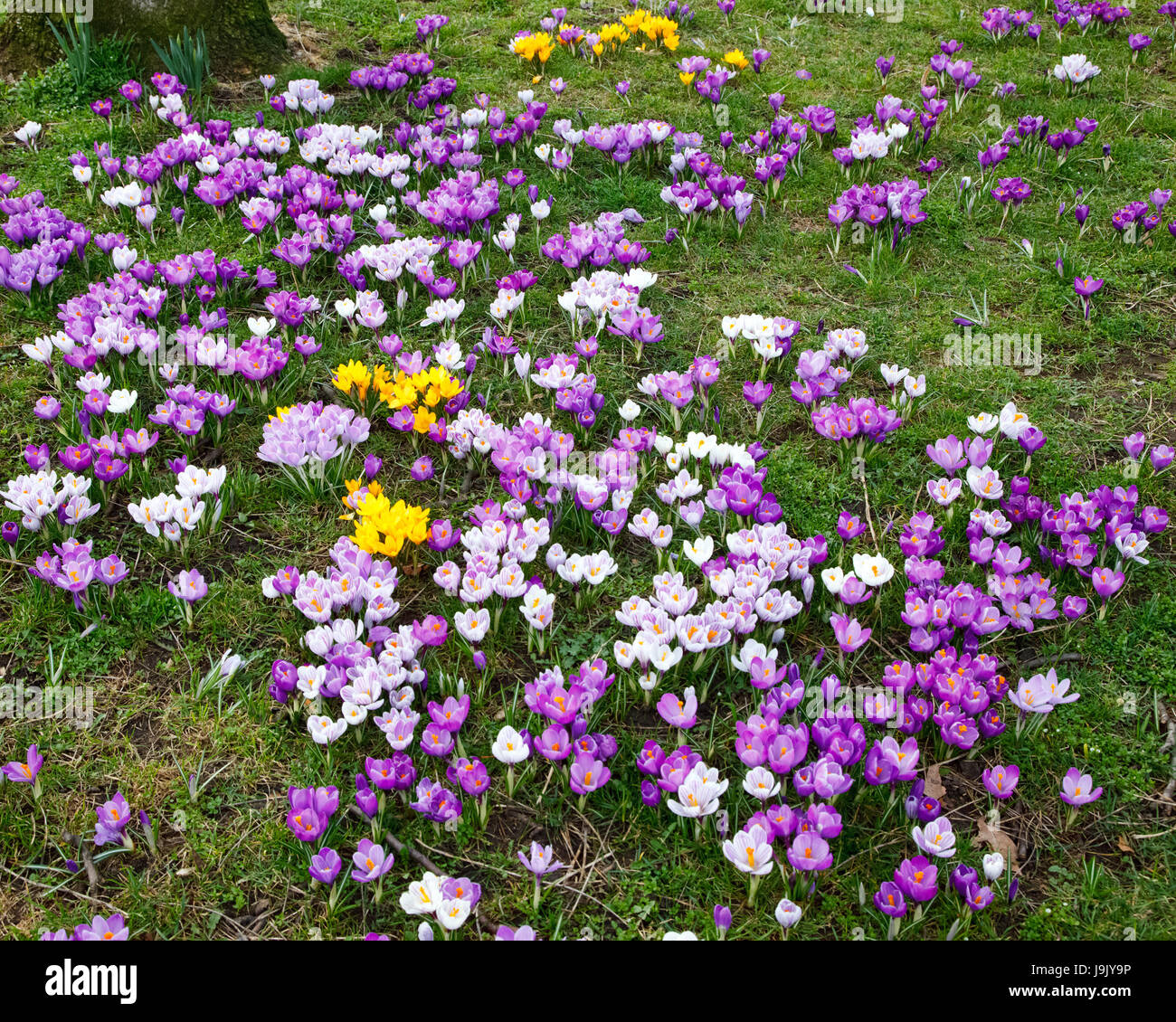 blue, beautiful, beauteously, nice, colour, park, ground, soil, earth ...