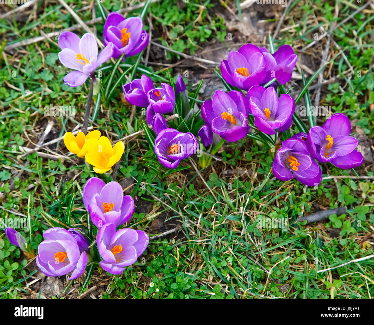 blue, beautiful, beauteously, nice, colour, park, flower, plant, ground ...