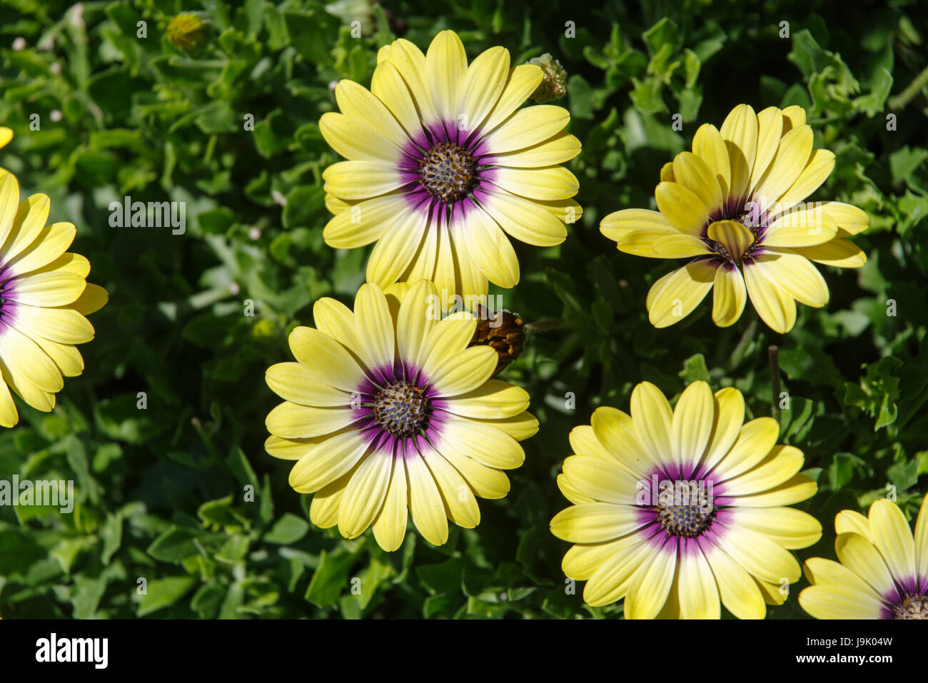 yellow African Daisy flower Stock Photo - Alamy