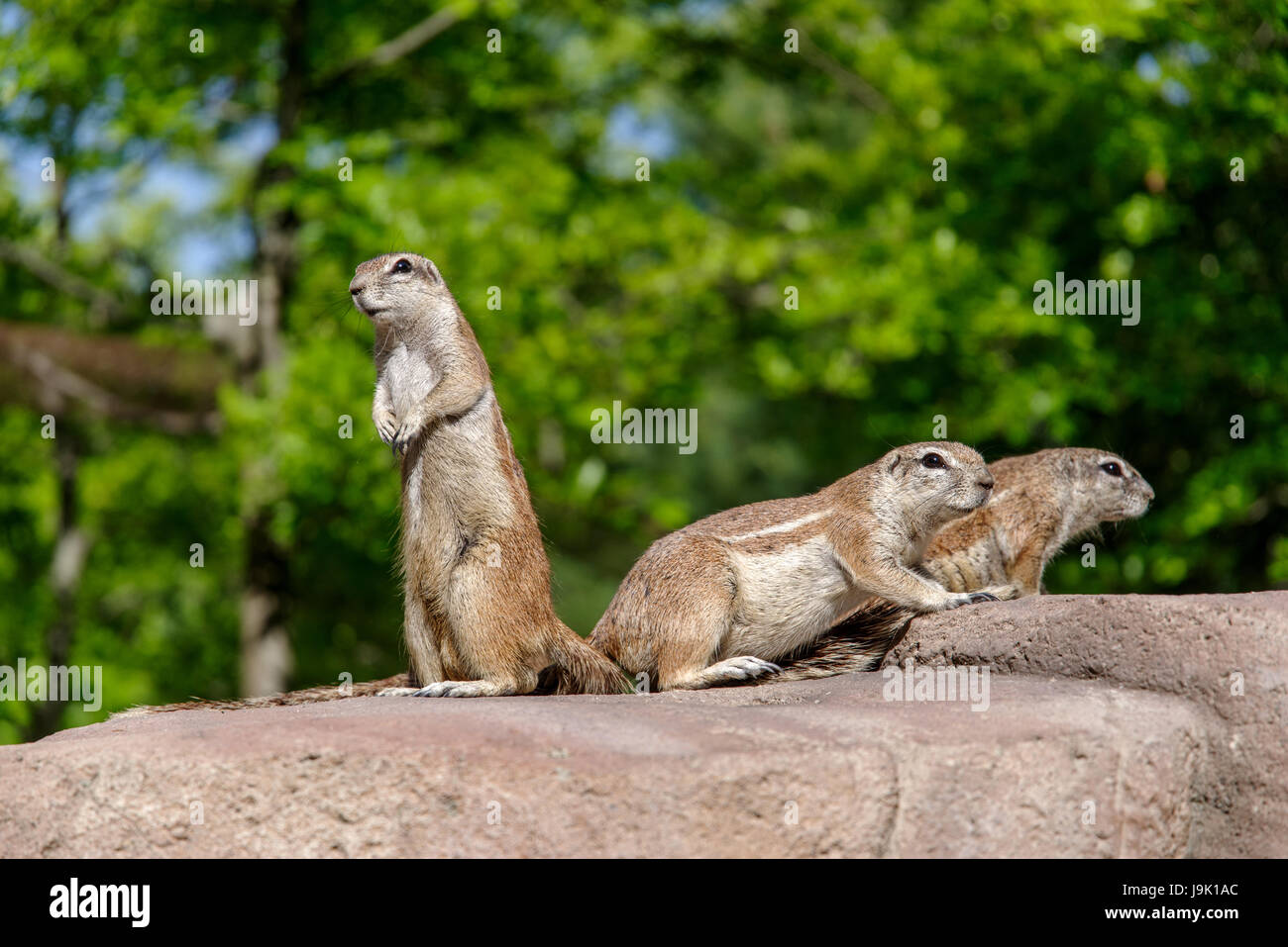 Animal on the rock Stock Photo - Alamy
