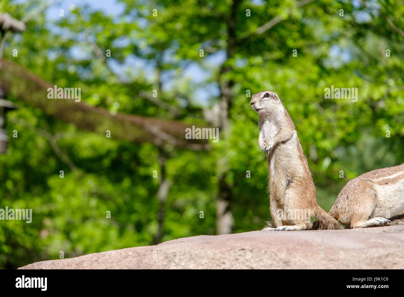 Animal on the rock Stock Photo - Alamy