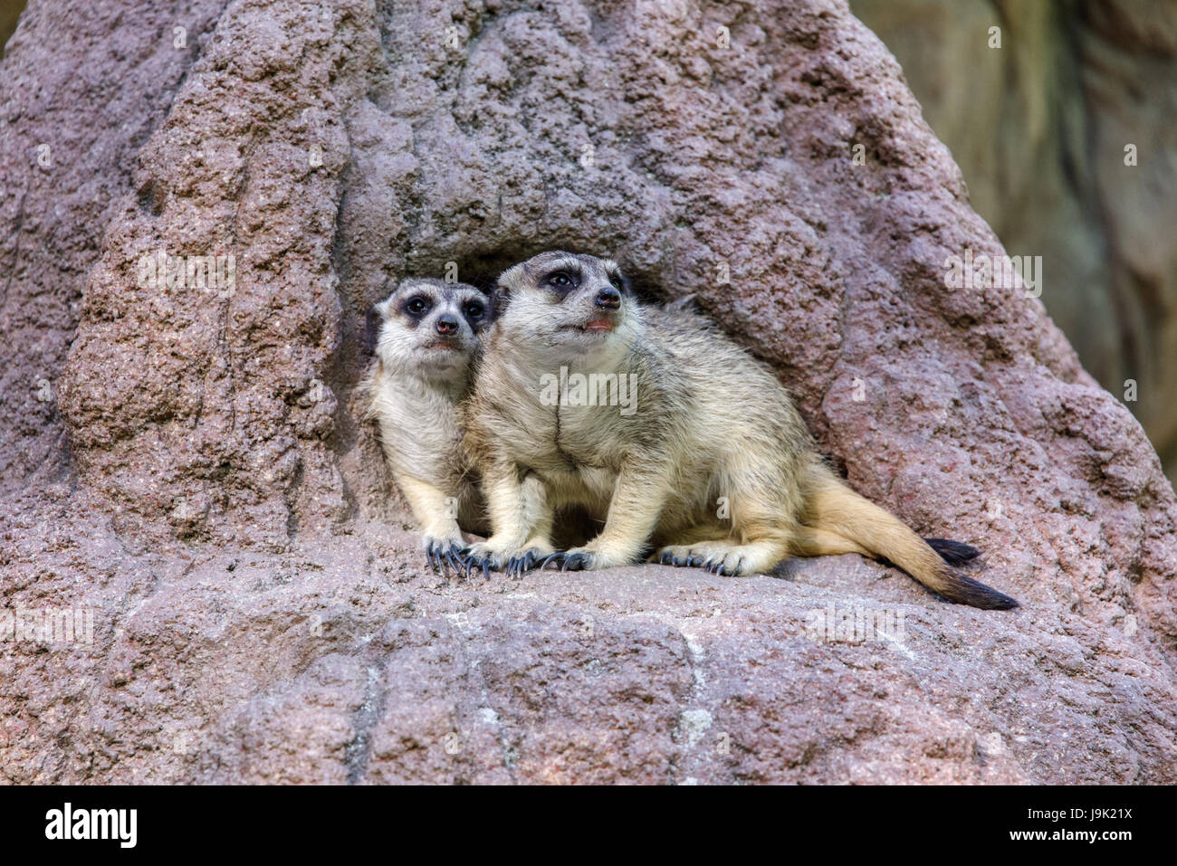 Animal on the rock Stock Photo - Alamy