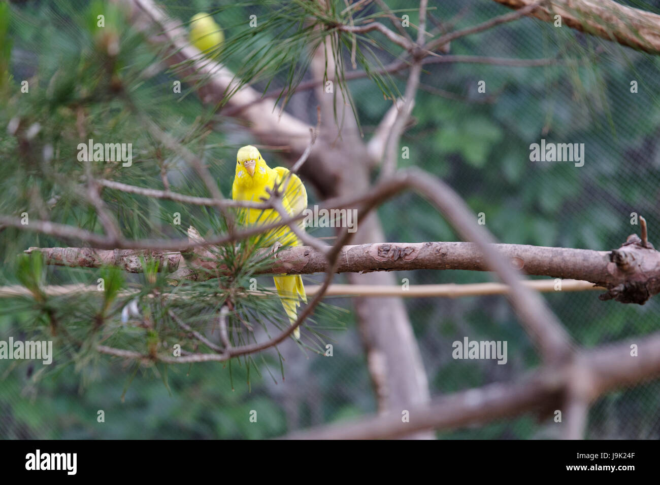 Budgerigar on the tree Stock Photo - Alamy