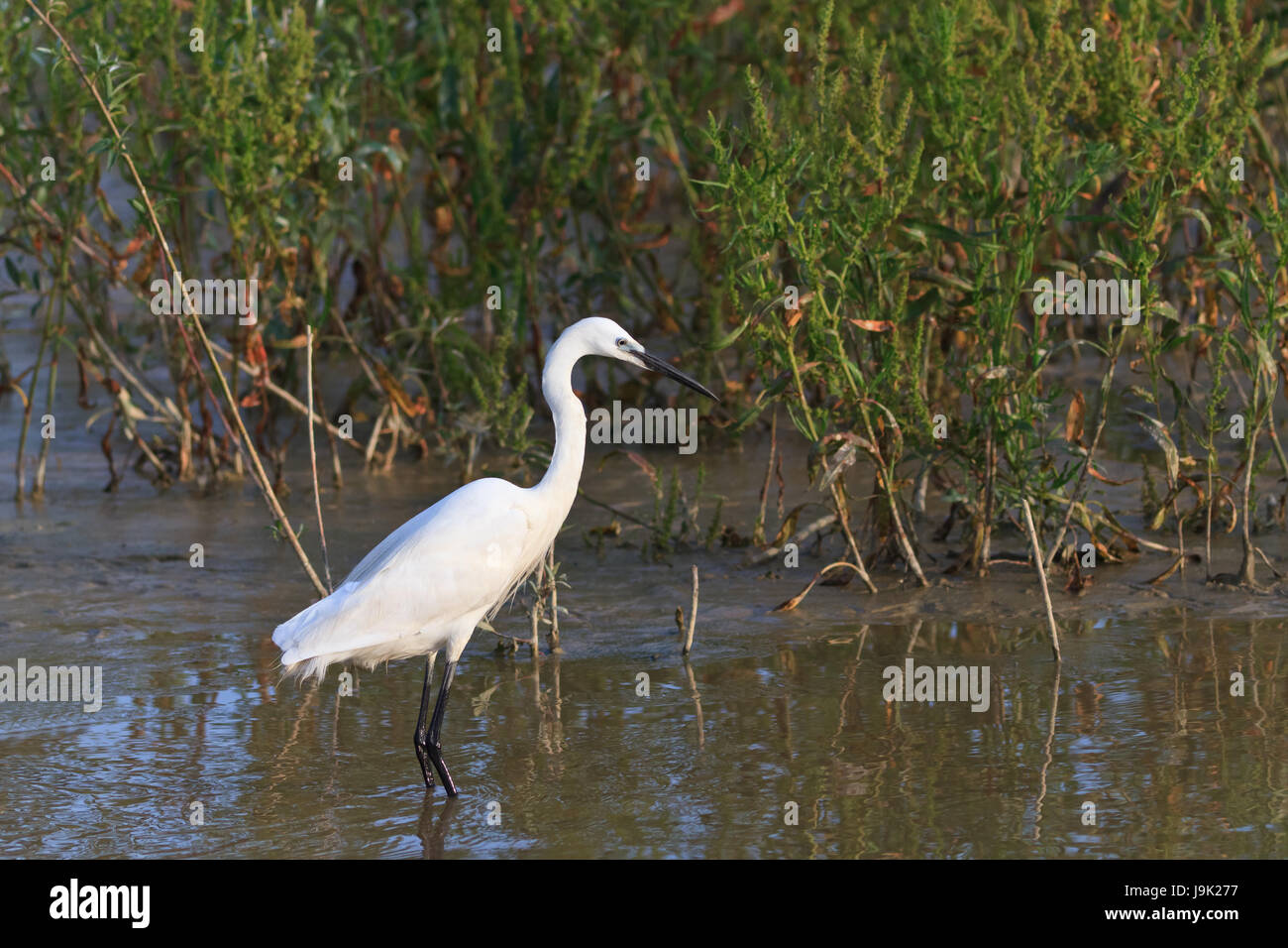 bird, wild, small, tiny, little, short, standing, heron, egret, white ...