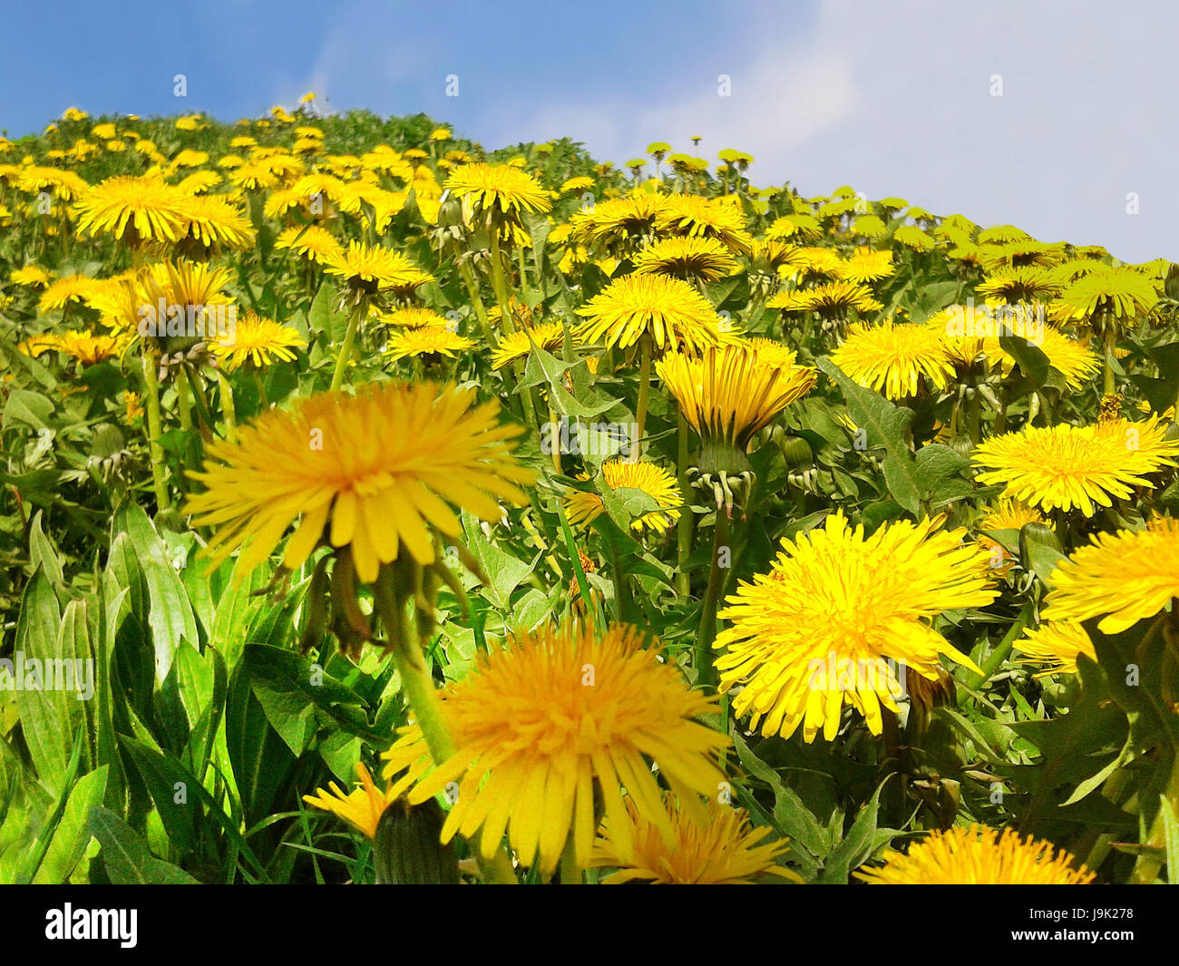 flower, plant, flowers, marguerite, meadow, firmament, sky, grass, lawn ...